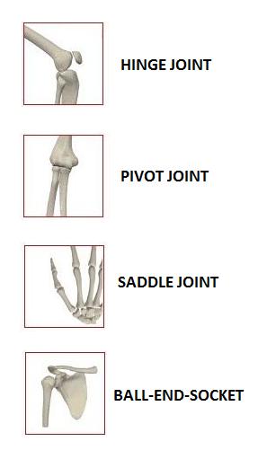 Organ Tubuh Manusia: BAGAIMANA SENDI-SENDI BERGERAK