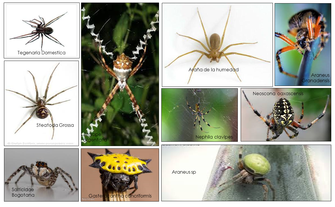 ¡Bienvenidos al mundo de los ARÁCNIDOS!: INTRODUCCIÓN A LAS ARÁCNIDOS