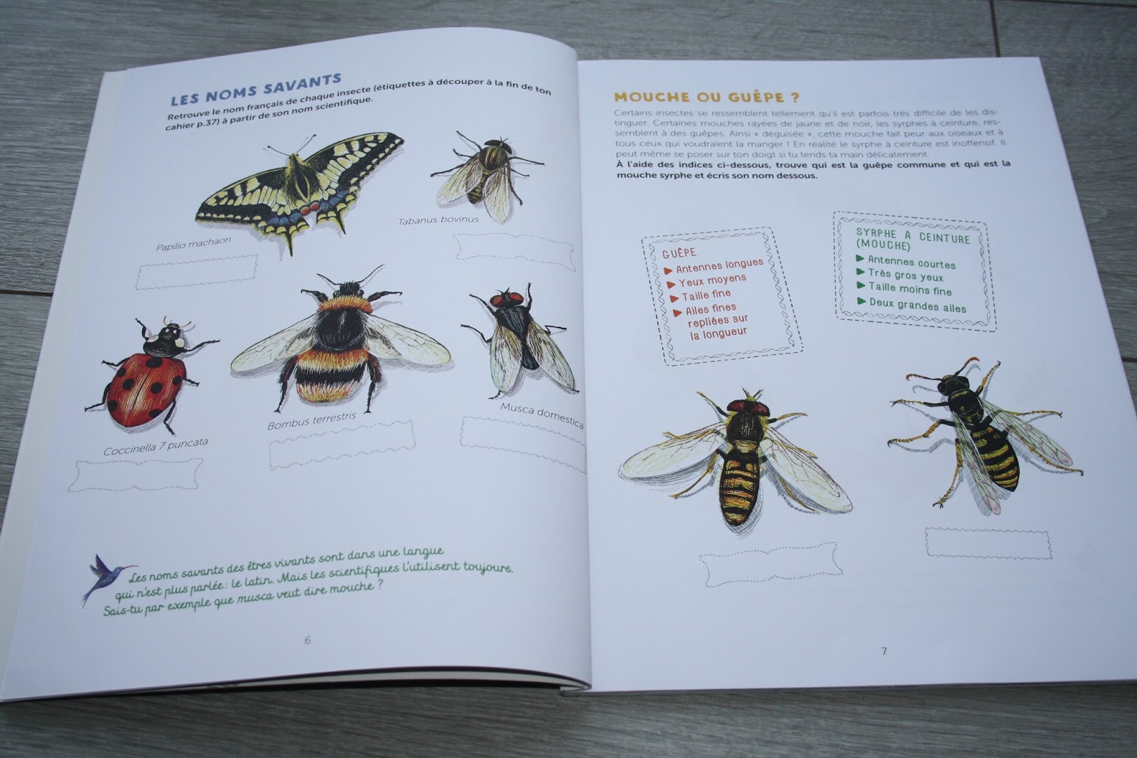 Mon cahier d'observation et d'activités : les insectes - MvWm - Ma vie ...