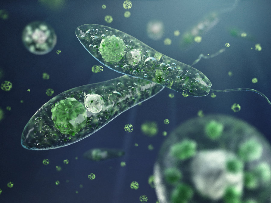 Prokarioti i eukarioti - šta je šta? - Nauka govori