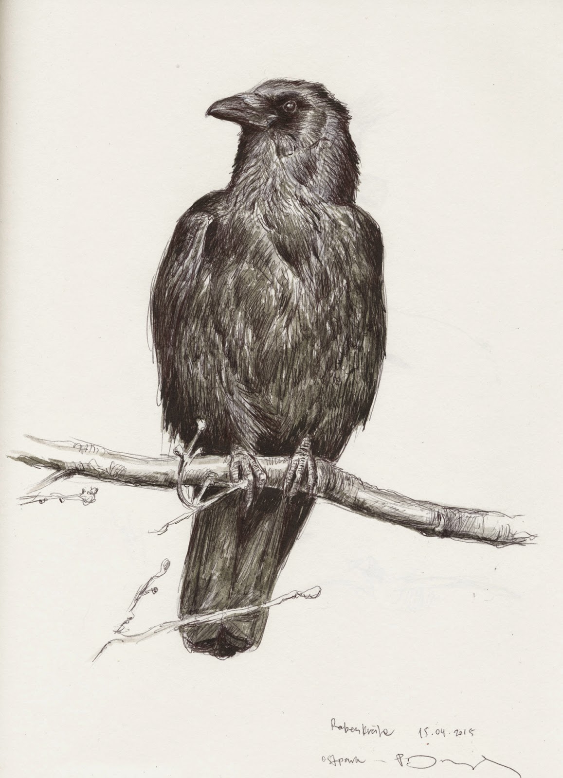 Carrion crow studies