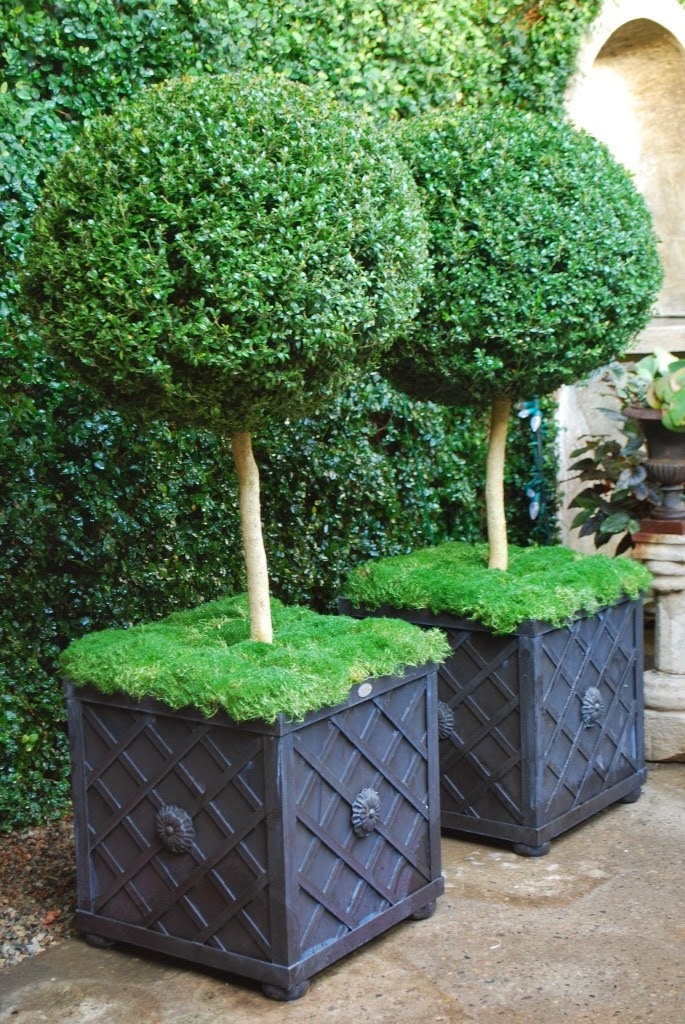kensington bliss: Boxwoods in Landscape Design...