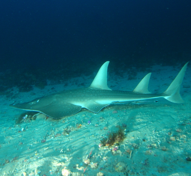 Info animales: ESPECIAL ESPECIES DE RAYAS