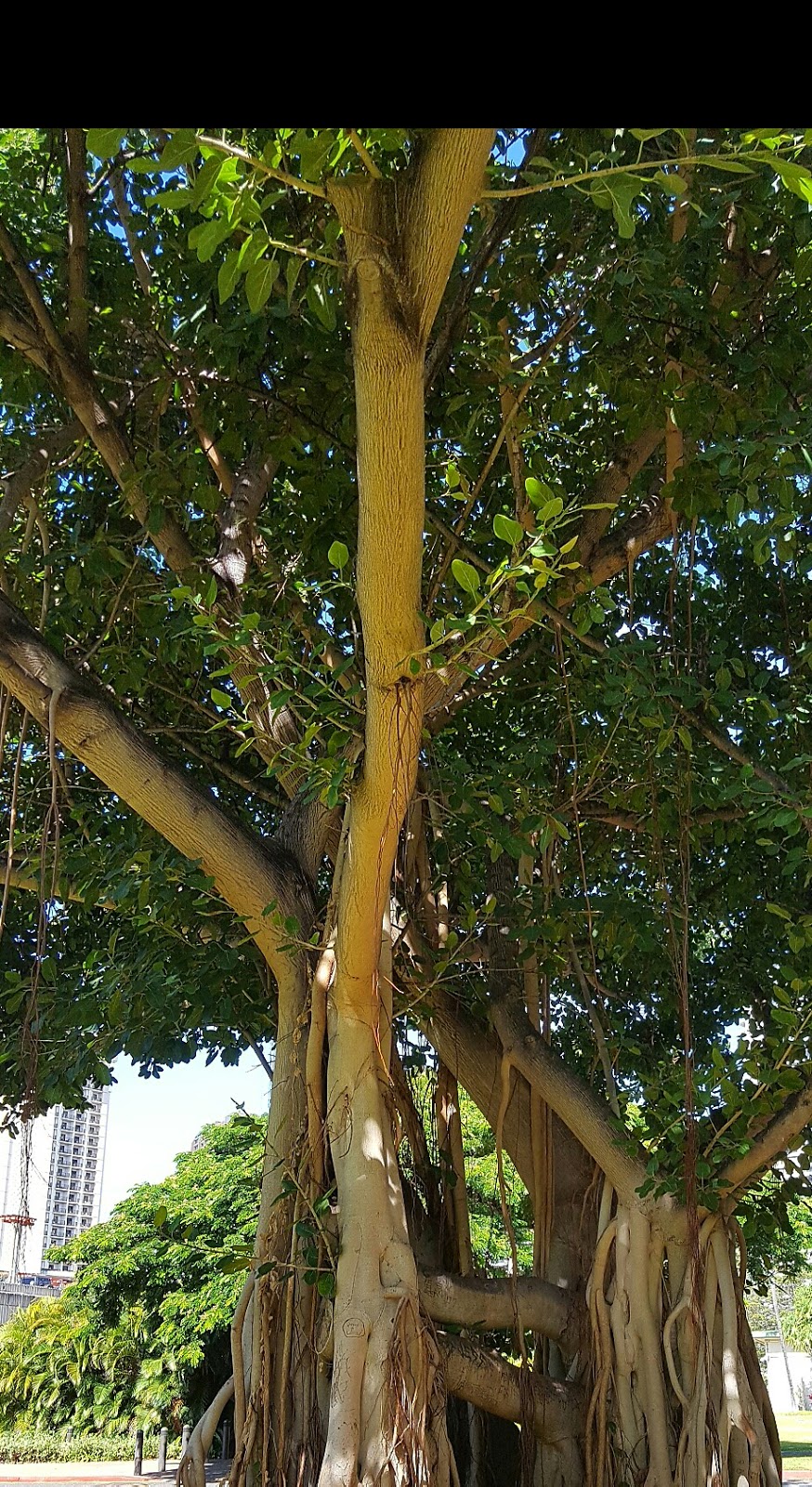 HRodenberger's Blog: The Trees of Kuroda Field