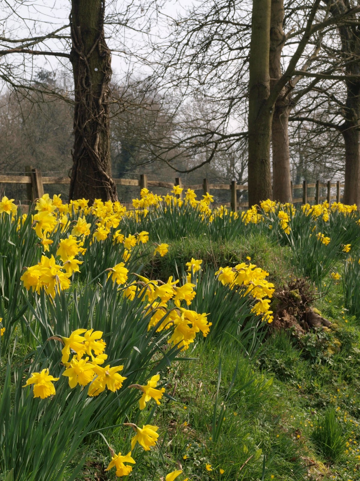 Ragged Robin's Nature Notes: A few Spring Wildflowers plus Daffodils ...