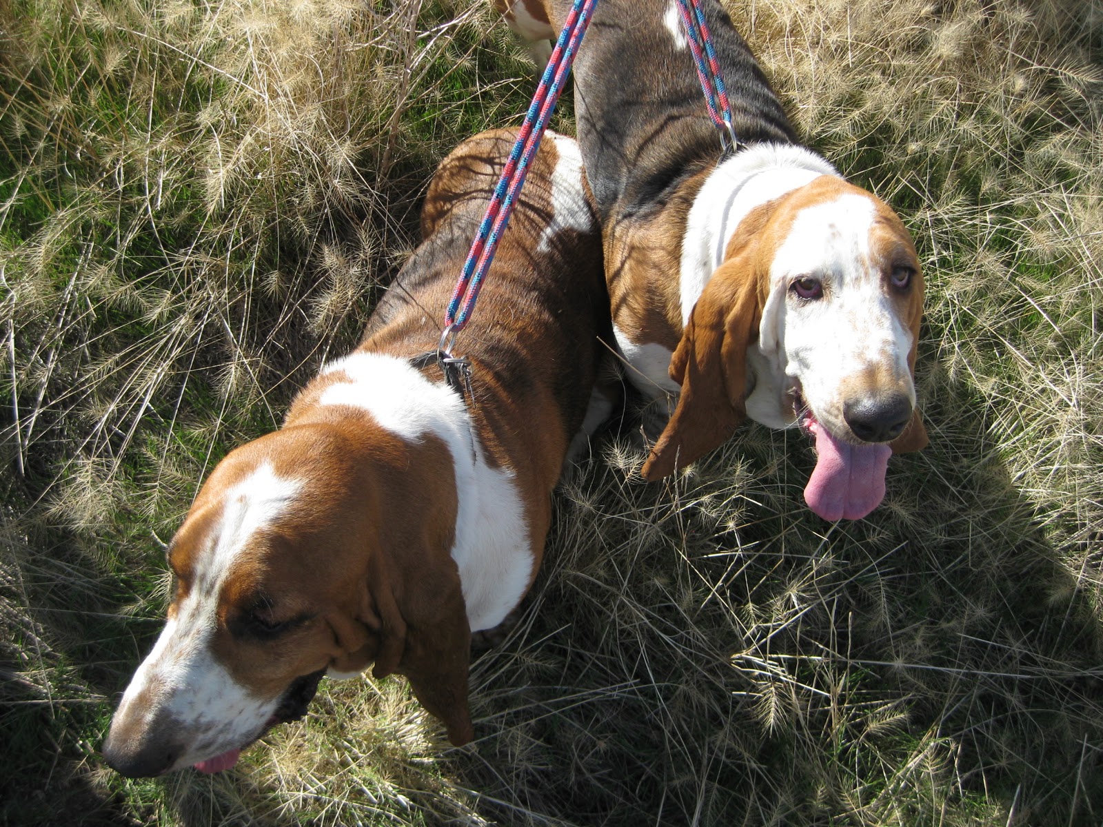 Life as I Know it: by Worm, the Basset Hound: Field Trialing