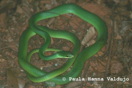 Argentina nativa: Culebra verde esmeralda (Philodryas aestivus)
