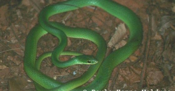 Argentina nativa: Culebra verde esmeralda (Philodryas aestivus)