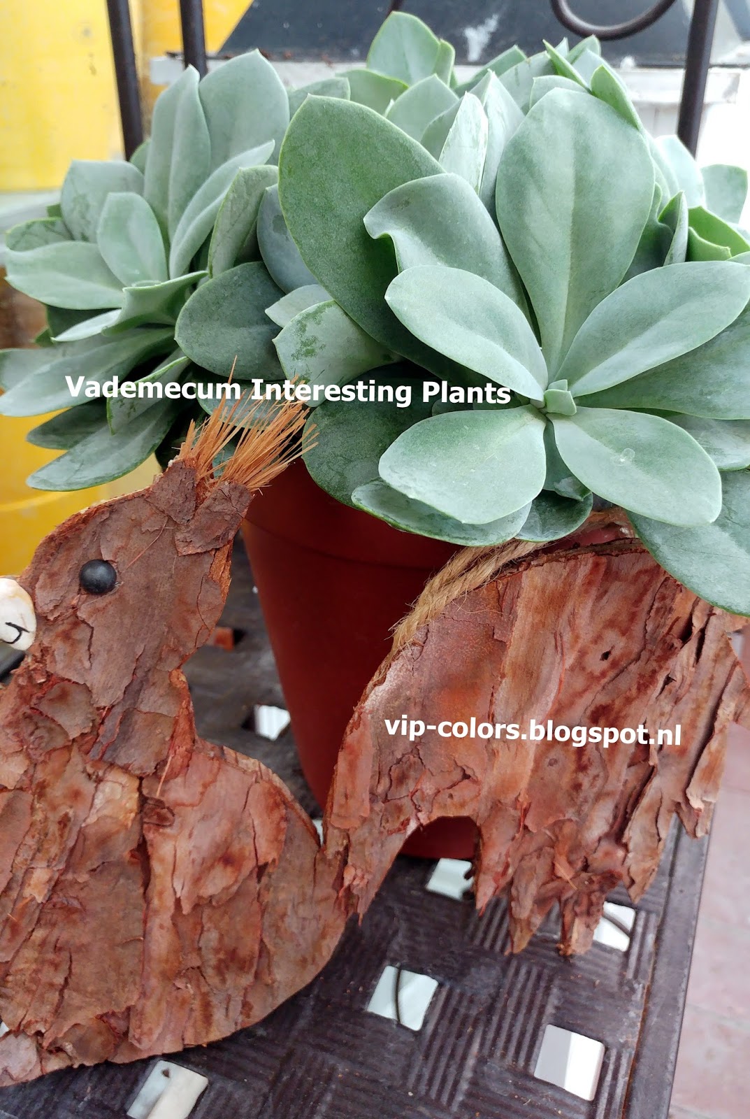 Vademecum Interesting Plants: Kleinia cephalophora, Senecio ...