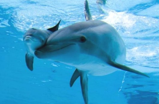 Heel Veel Weetjes: 15 weetjes over dolfijnen