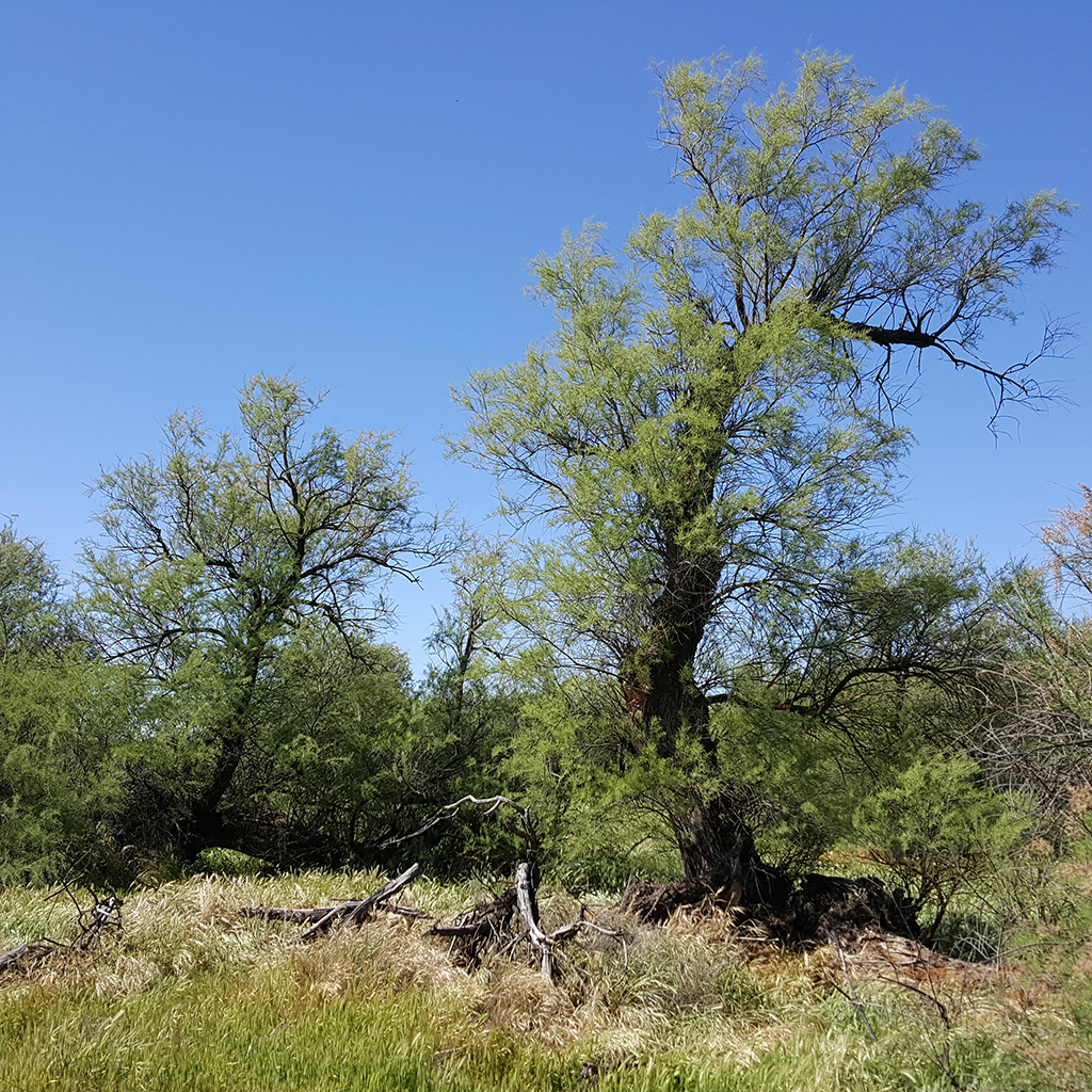 Orea Bonsai: Bosque de Tarayes (Tamarix) de las Tablas de Daimiel