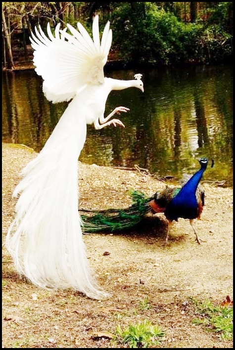 Awesome Things: Rare White Peacock