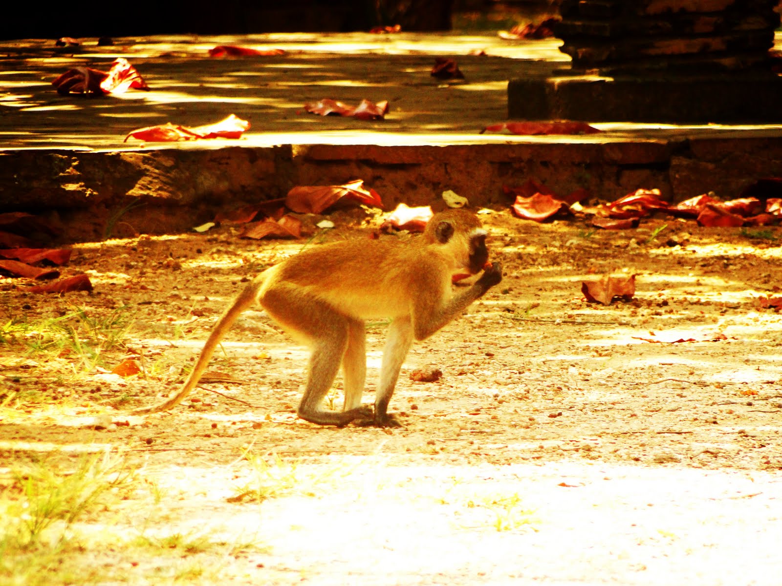 Monkey Poo: September 2011