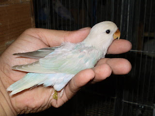 African lovebirds opaline ~ unique animal wallpapers