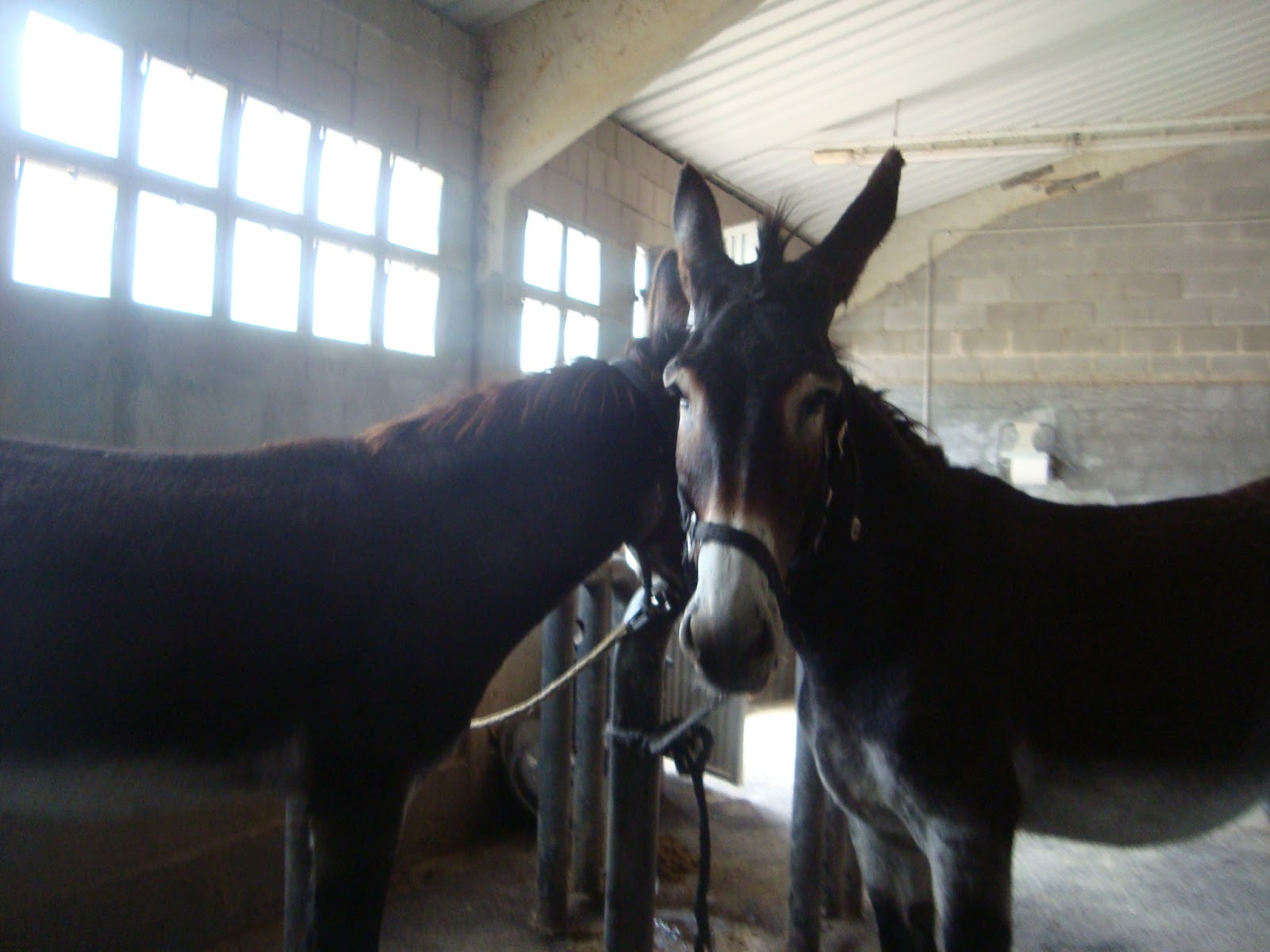 CATALONIAN DONKEYS' REPRODUCTION AT AUTONOMOUS UNIVERSITY OF BARCELONA ...