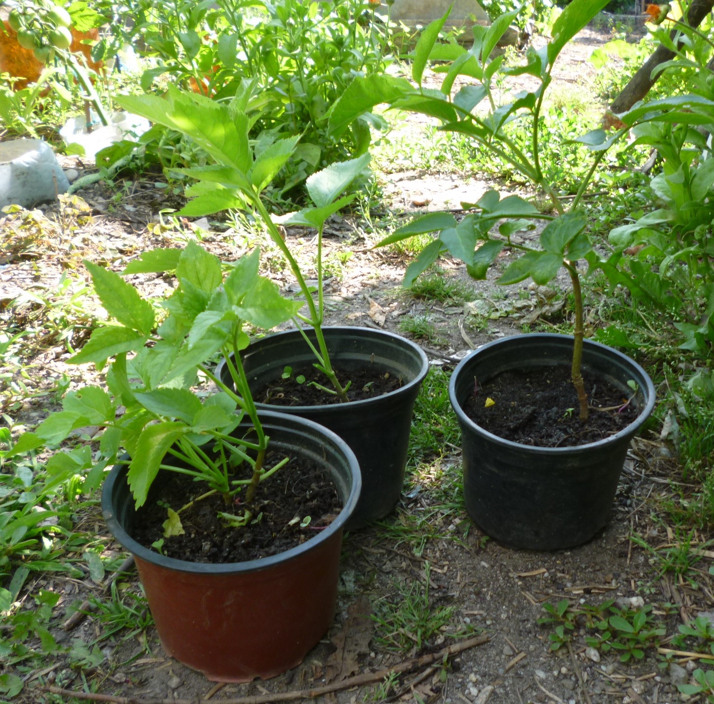 Seminte si plante de gradina hobby: Soc-Sambucus Nigra L.
