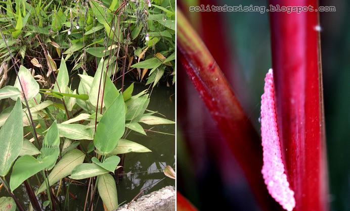 Solitude Rising: Red Stem Thalia... revisited