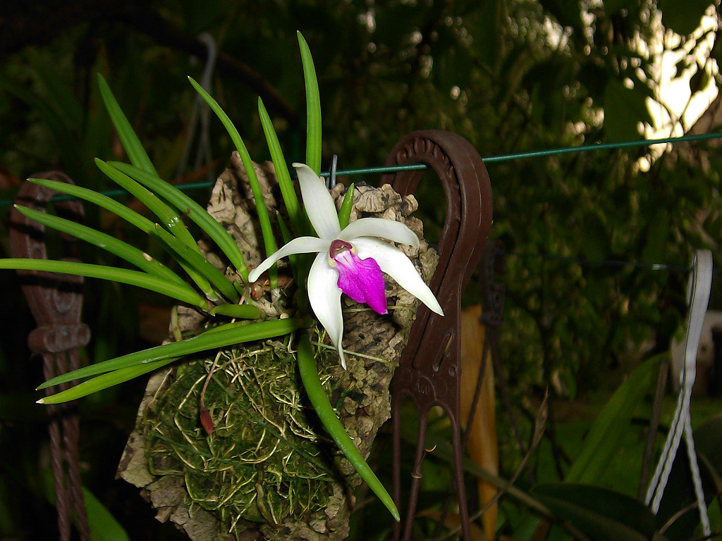 Leptotes bicolor care and culture | Travaldo's blog