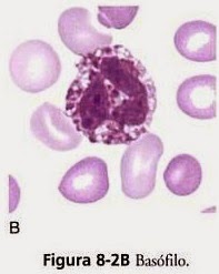 Hematologia: Serie Leucocitaria, Basófilos