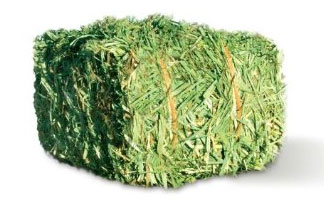 INSIGHT RABBIT: Timothy Hay: A Treat that Provides Major Health ...