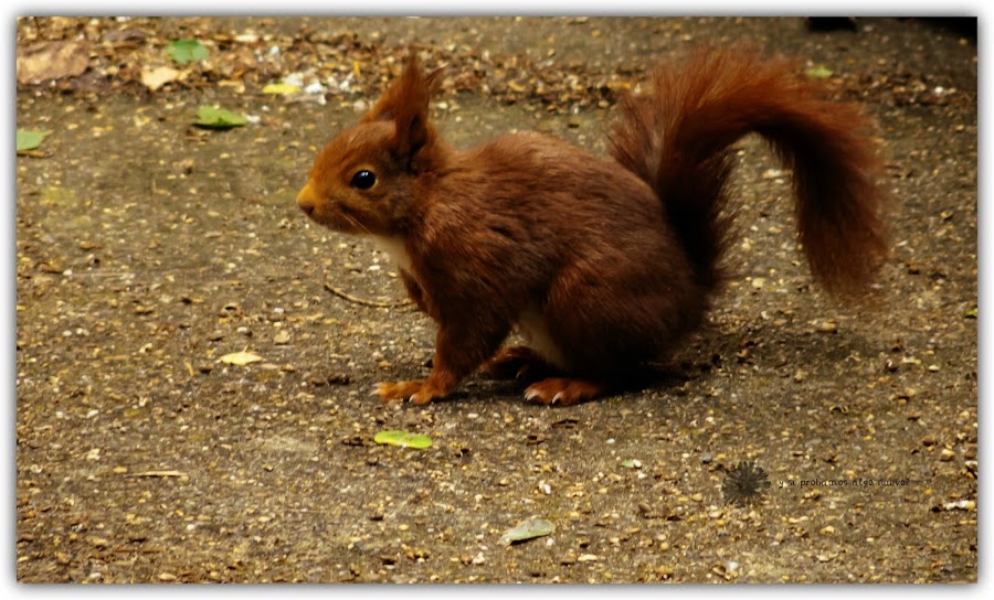 Foto de la semana: ardilla | Mascotas