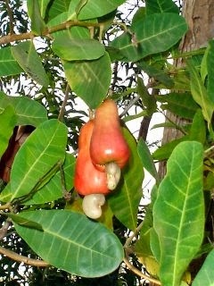 Budidaya Jambu Mete - BUDIDAYAKU