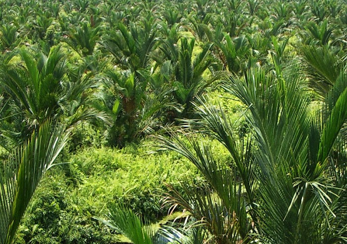 5 Manfaat Sagu Ini, Pasti Membuat Anda Berpikir 50 Kali Untuk Menjual ...