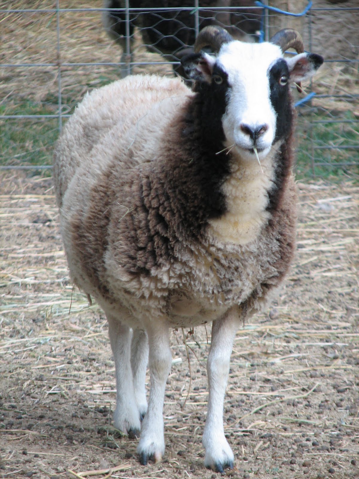 Spotted Sheep Shop: Sheep For Sale
