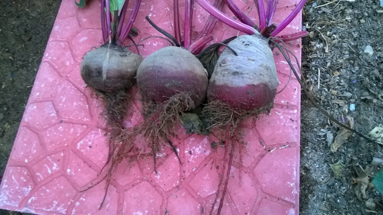 How To Grow Beetroot