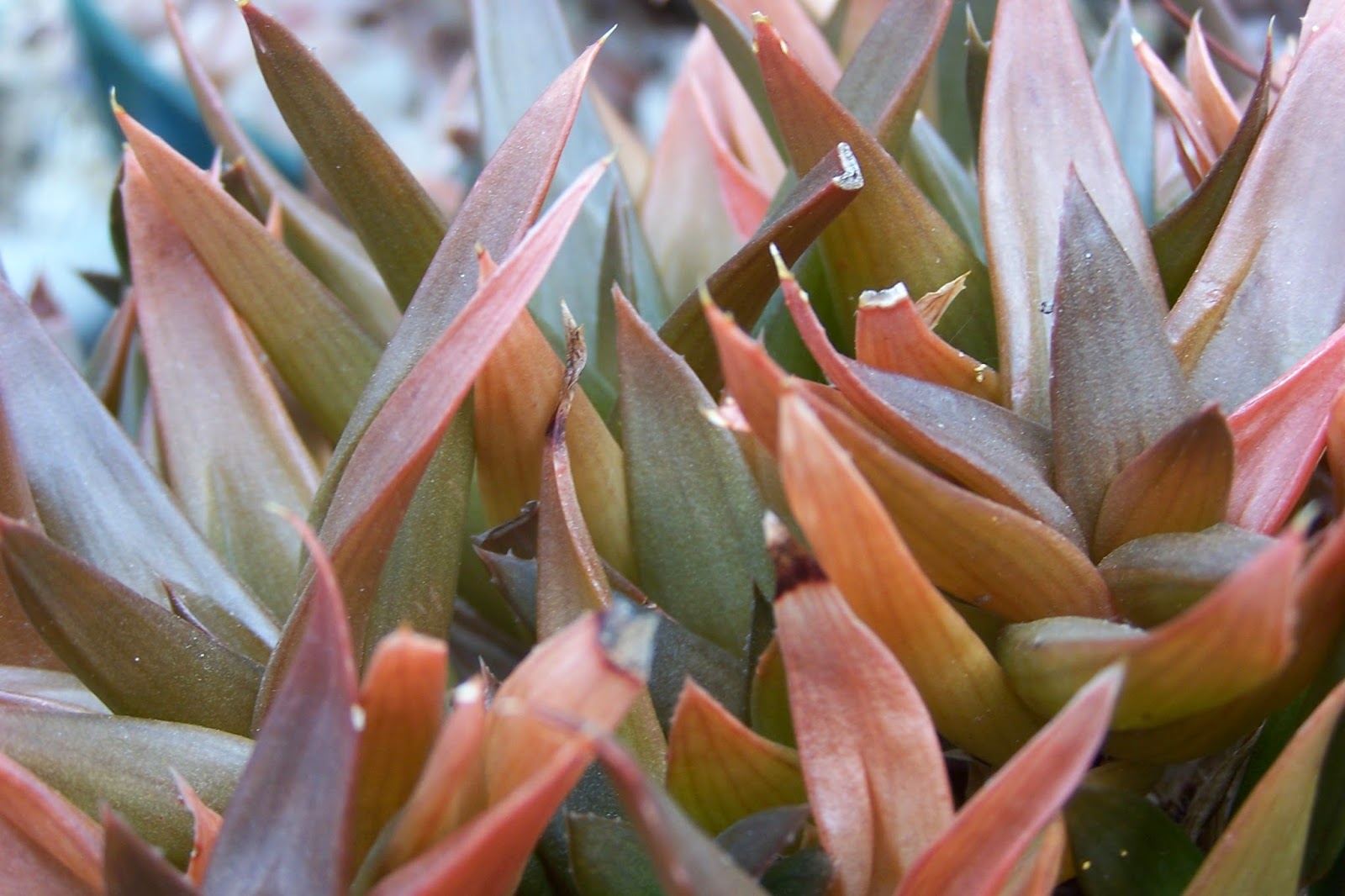 Oregon Cactus Blog: April 2014