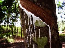 Tanaman Getah | SEMALAM ADALAH SEJARAH