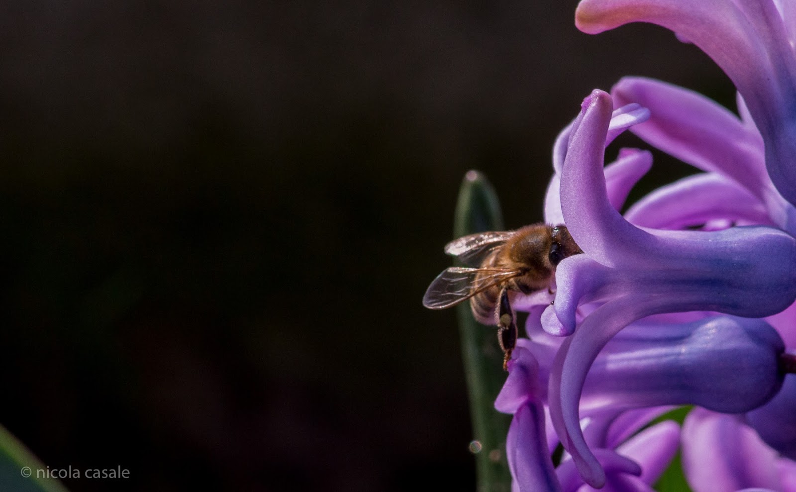 L'orto dei colori: Fiori da frutto e api.
