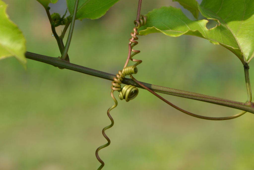 My little vegetable garden: Tendrils of markisa / passion fruits