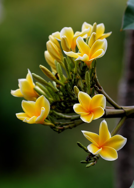 1000+ images about Calachuchi on Pinterest | Plumeria tree, Flower and ...