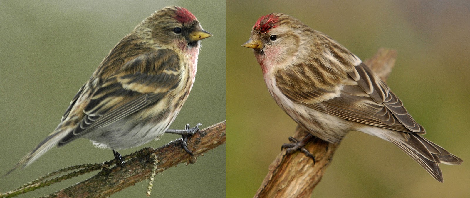 Worcestershire Redpolls and separation guide: Worcestershire Redpolls ...