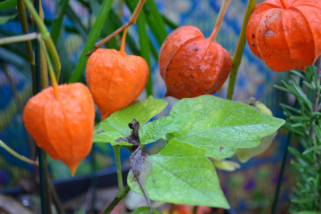 The Outlaw Gardener: A Berry Good Year