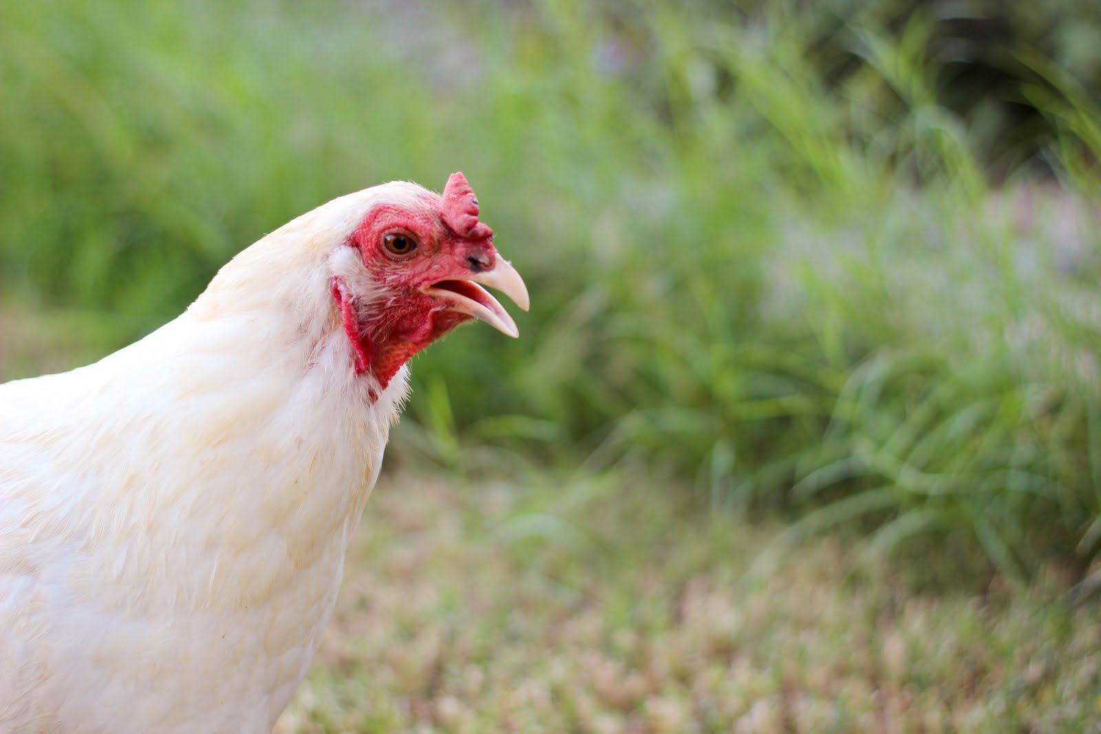 Finley and Oliver: New chickens coming soon!