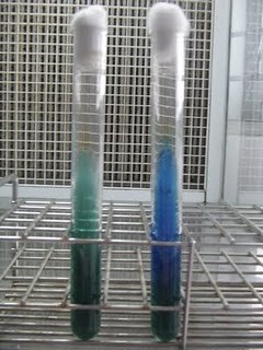 Laporan Praktikum Mikrobiologi Umum Identifikasi Bakteri Melalui Uji ...