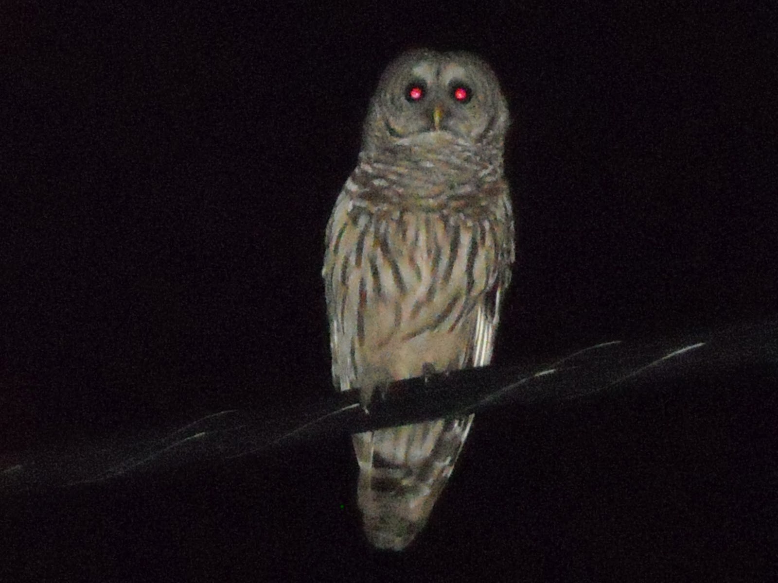 My Daily Swoon: Holy Owl!