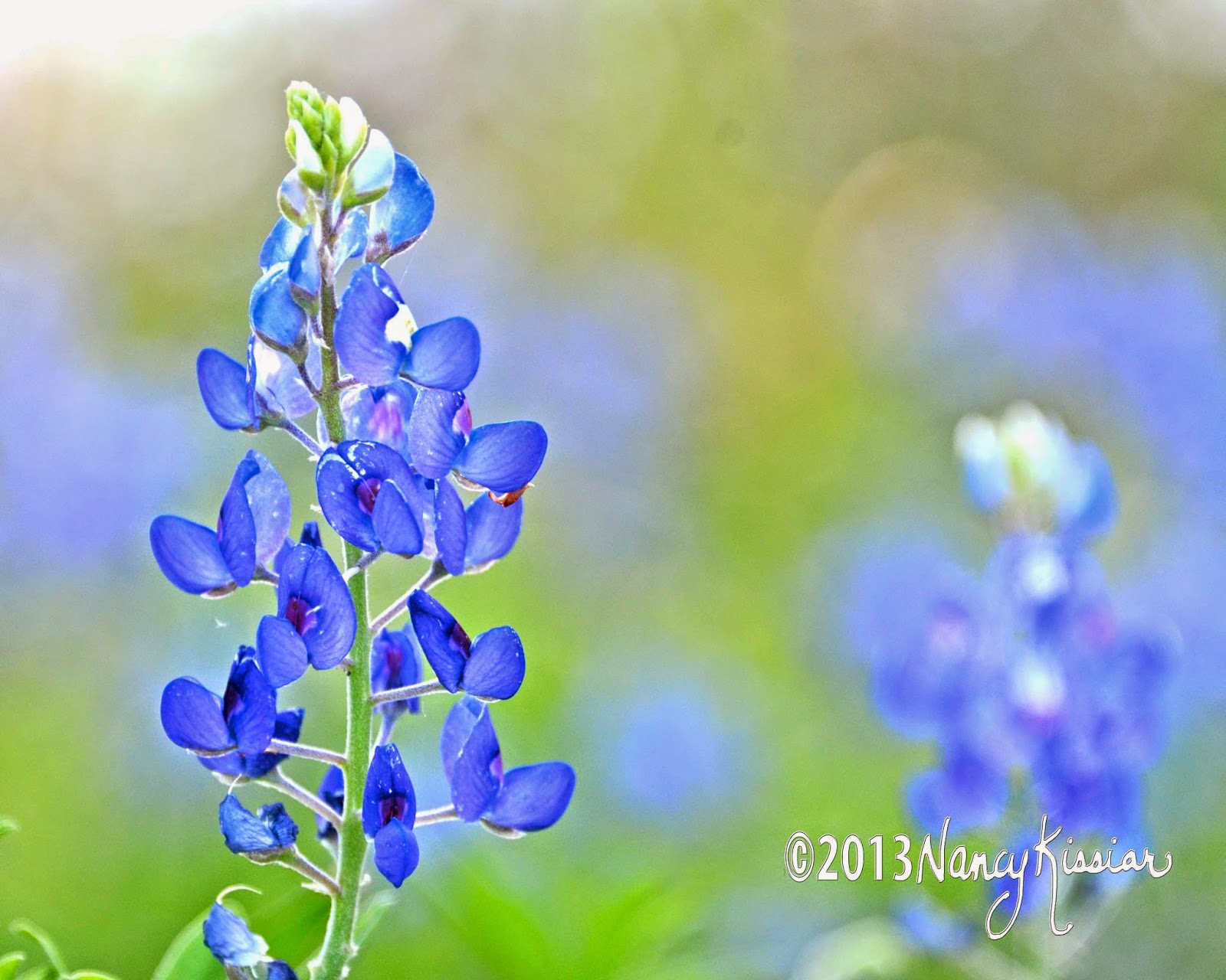 Wild About Texas: Bluebonnets Up Close and Personal