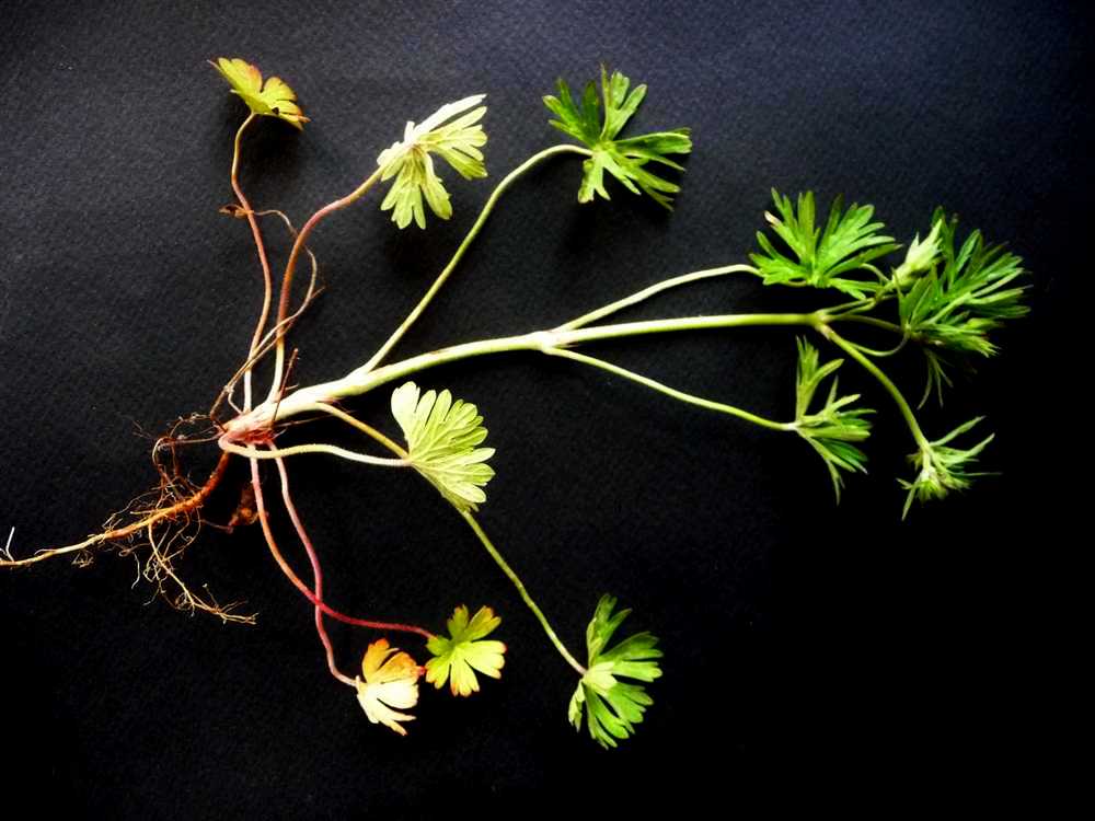r o b i n 's y a r d: Geranium dissectum