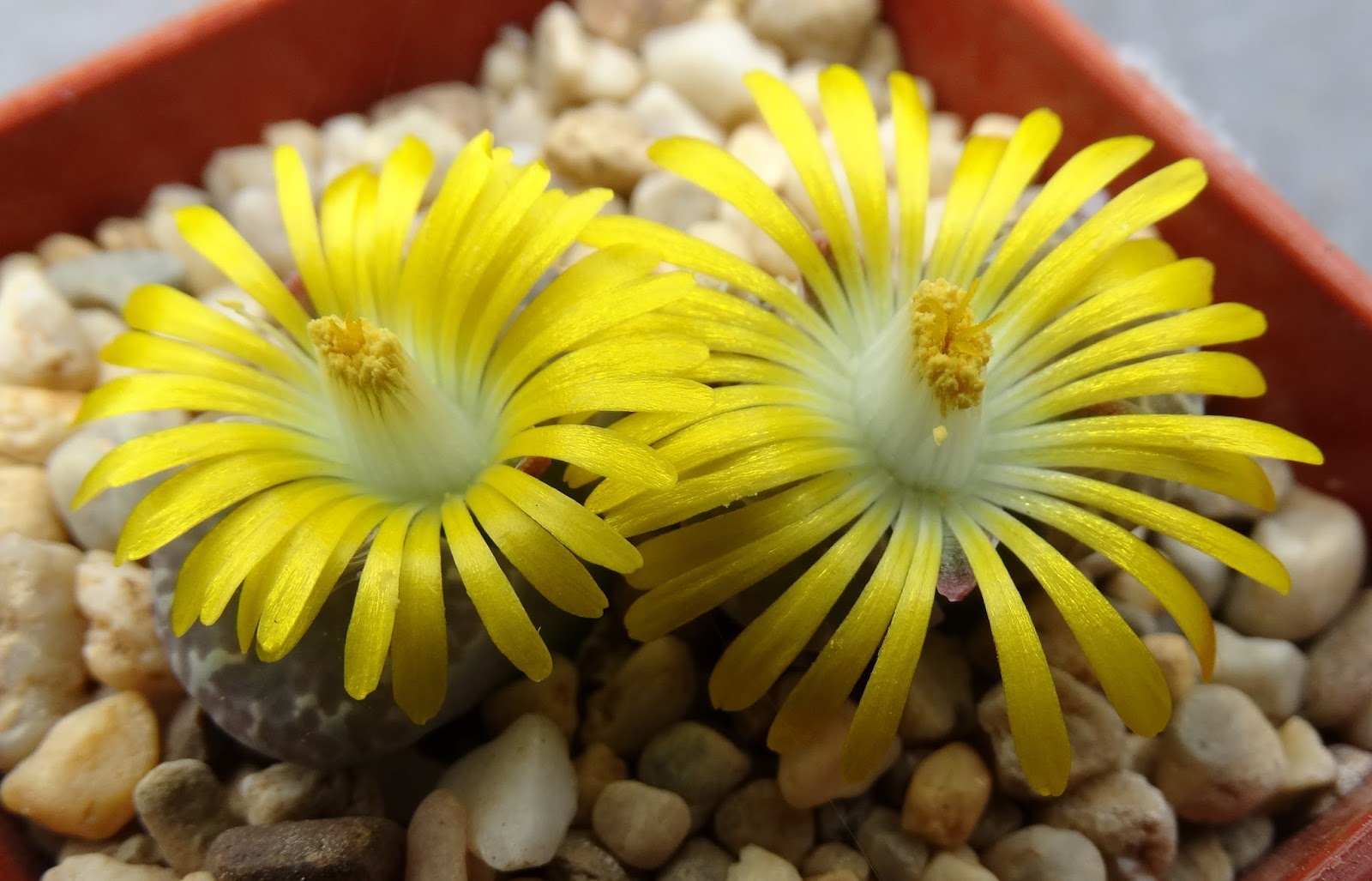 Succulent Sundae: LITHOPS NAUREENIAE