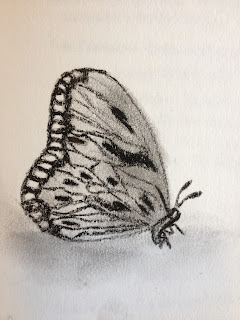 Illustrated Menagerie: Stop motion butterfly