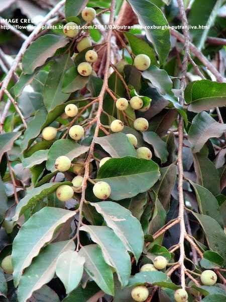 Putranjiva Roxburghii, Lucky Bean Tree, Putrajivaka,, 40% OFF