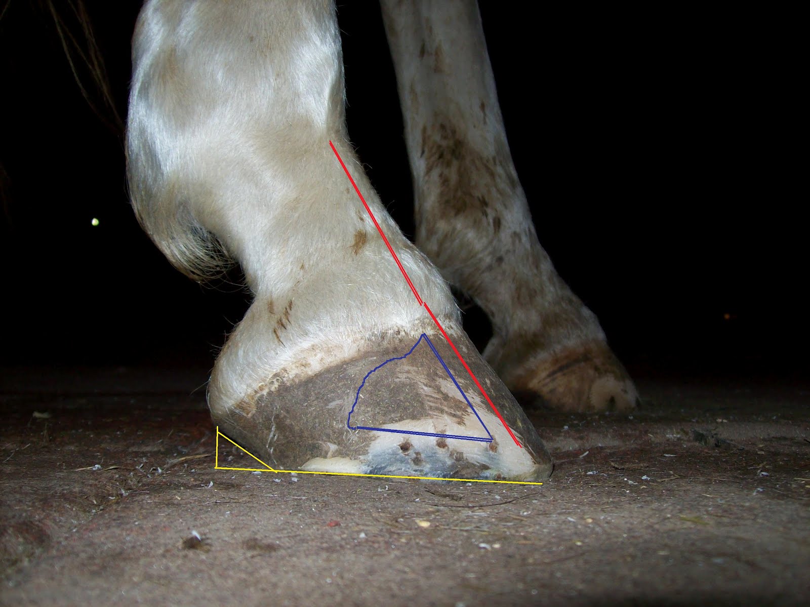 Kate's Hoof Care Blog: Does Your Horse Have Long Hind Toes?