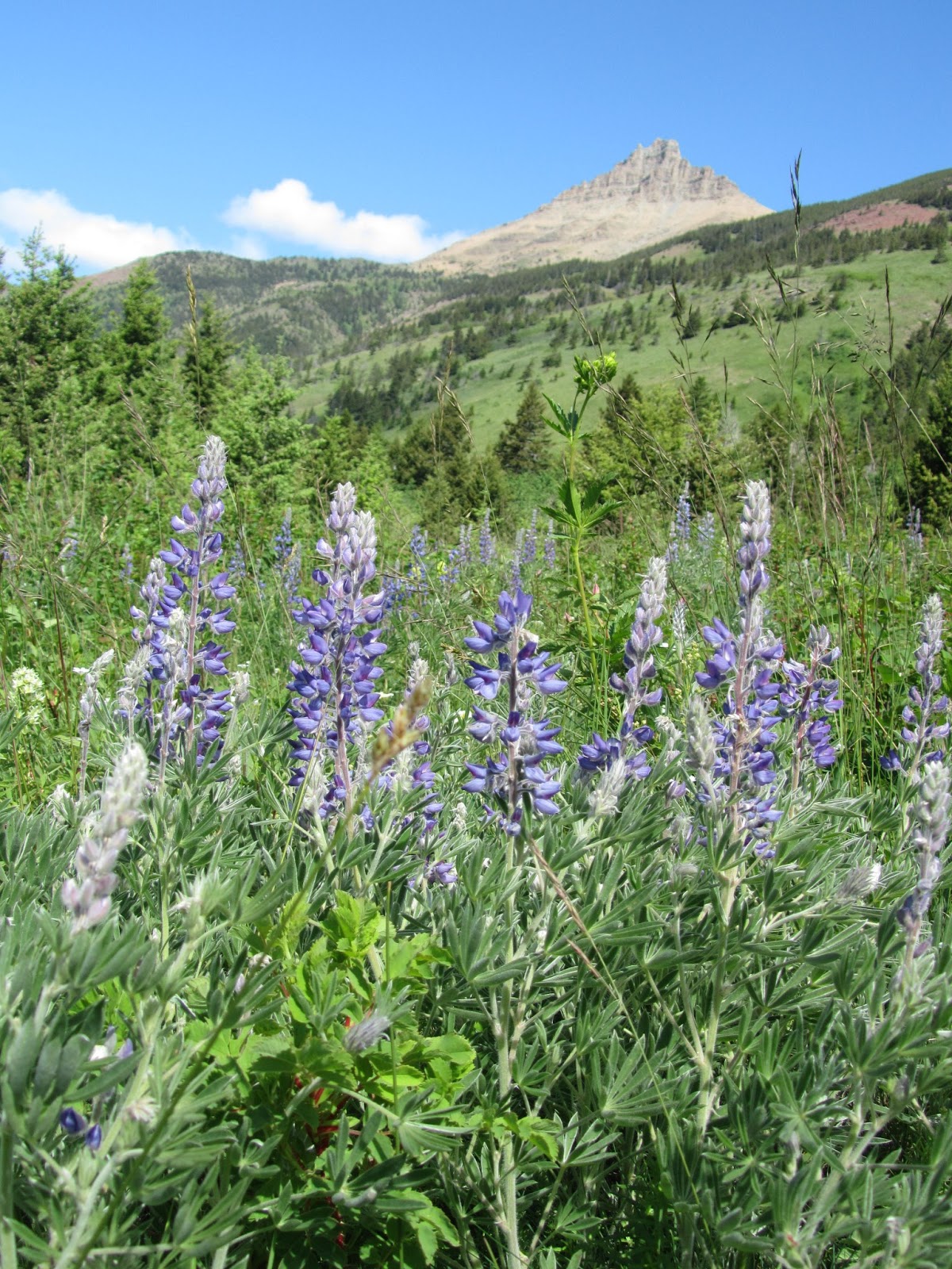 Wanderment: Wildflowers - Canada & the US