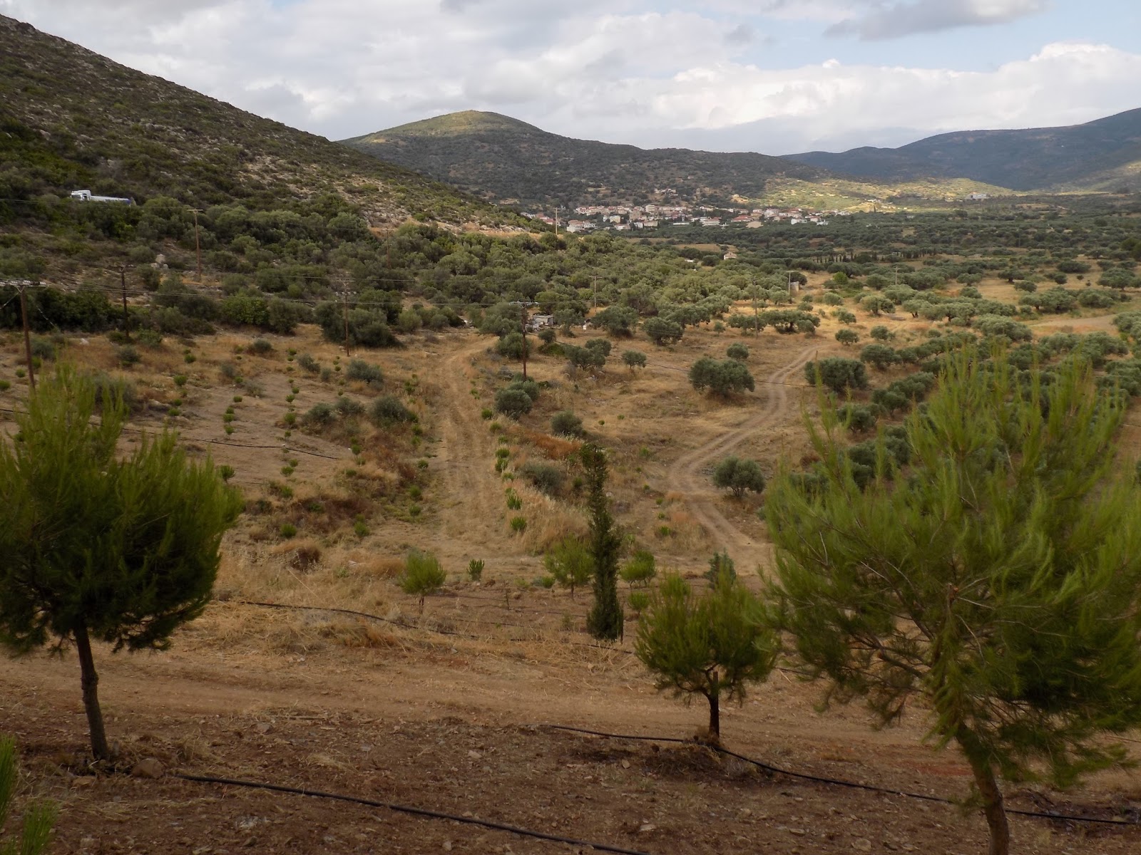 ELIKA-MARATHIAS: Δασος Αi Γιωργη 18/06/15