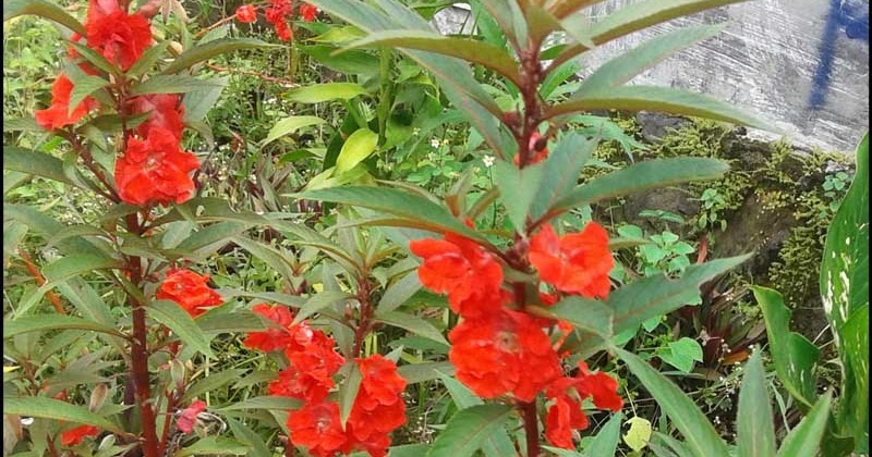 Cari Morfologi Gambar Bunga Pacar Air