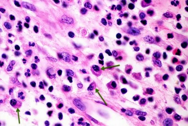 Morfofisiologia I: HISTOLOGÍA