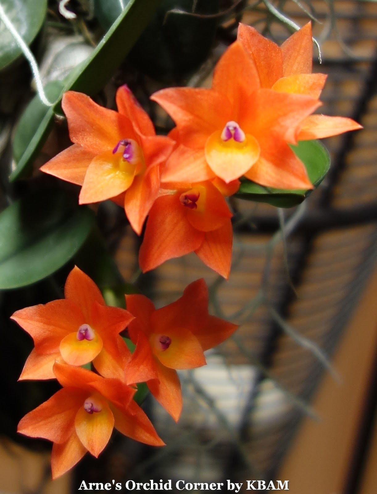 Arne's Orchid Corner: Orchid of the day: Cattleya cernua